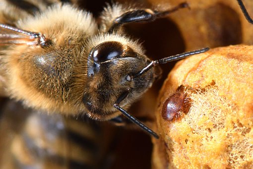 Do Varroa Mites Bite Humans?