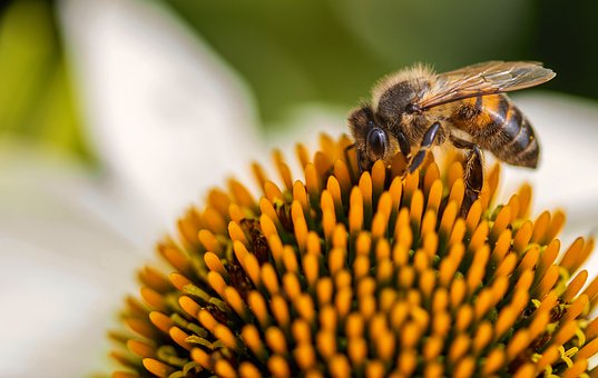 Honey Bee Bearding: What It Is and Why Bees Do It