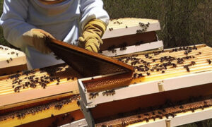 Queen Rearing Equipment: A Comprehensive Guide for Beekeepers